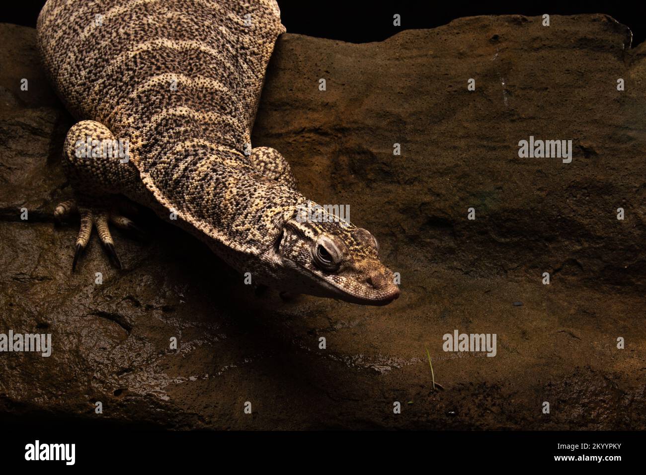 Lizard monitor lace goanna hi-res stock photography and images - Alamy