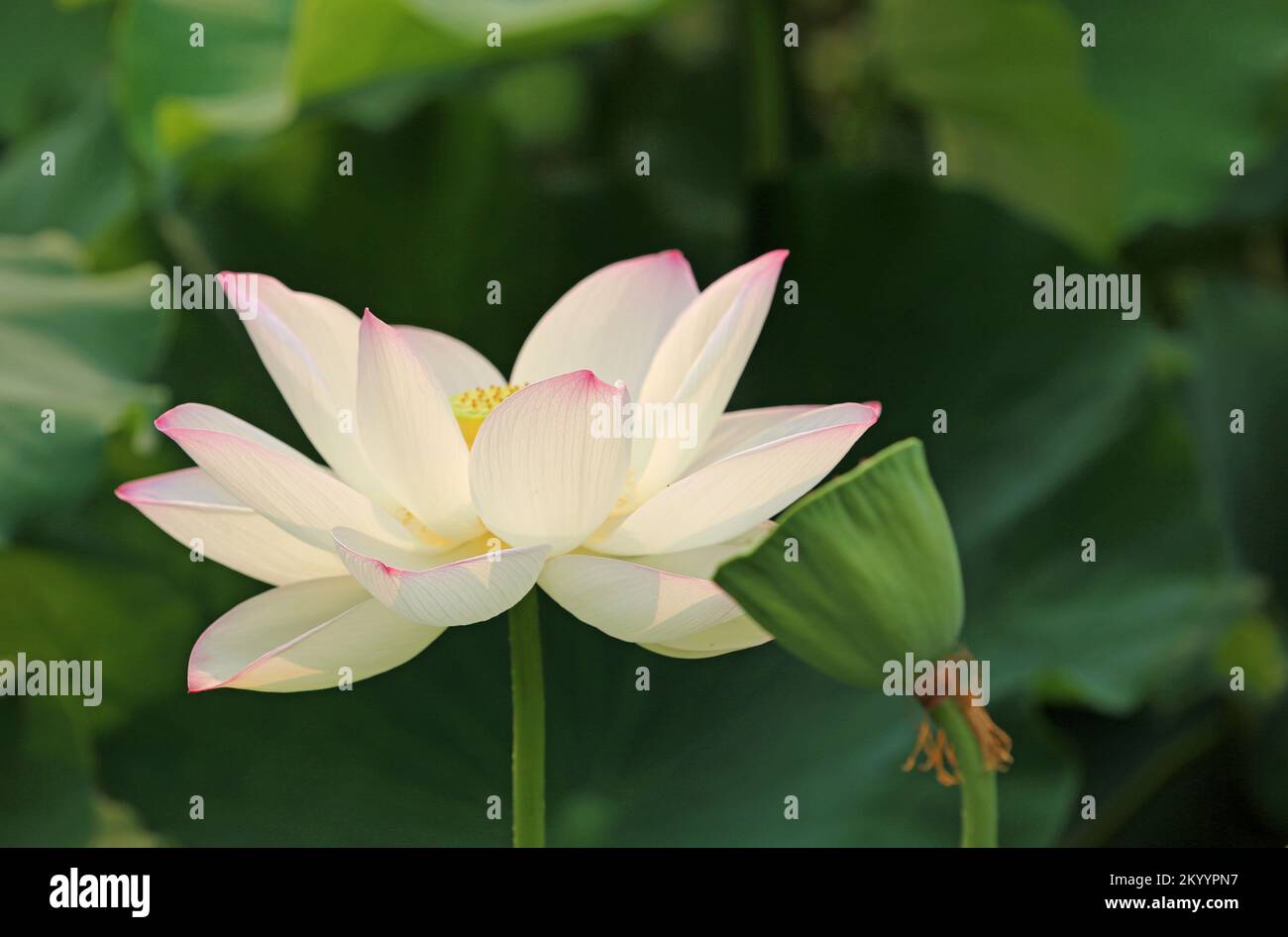White Lotus close up - Australia Stock Photo - Alamy