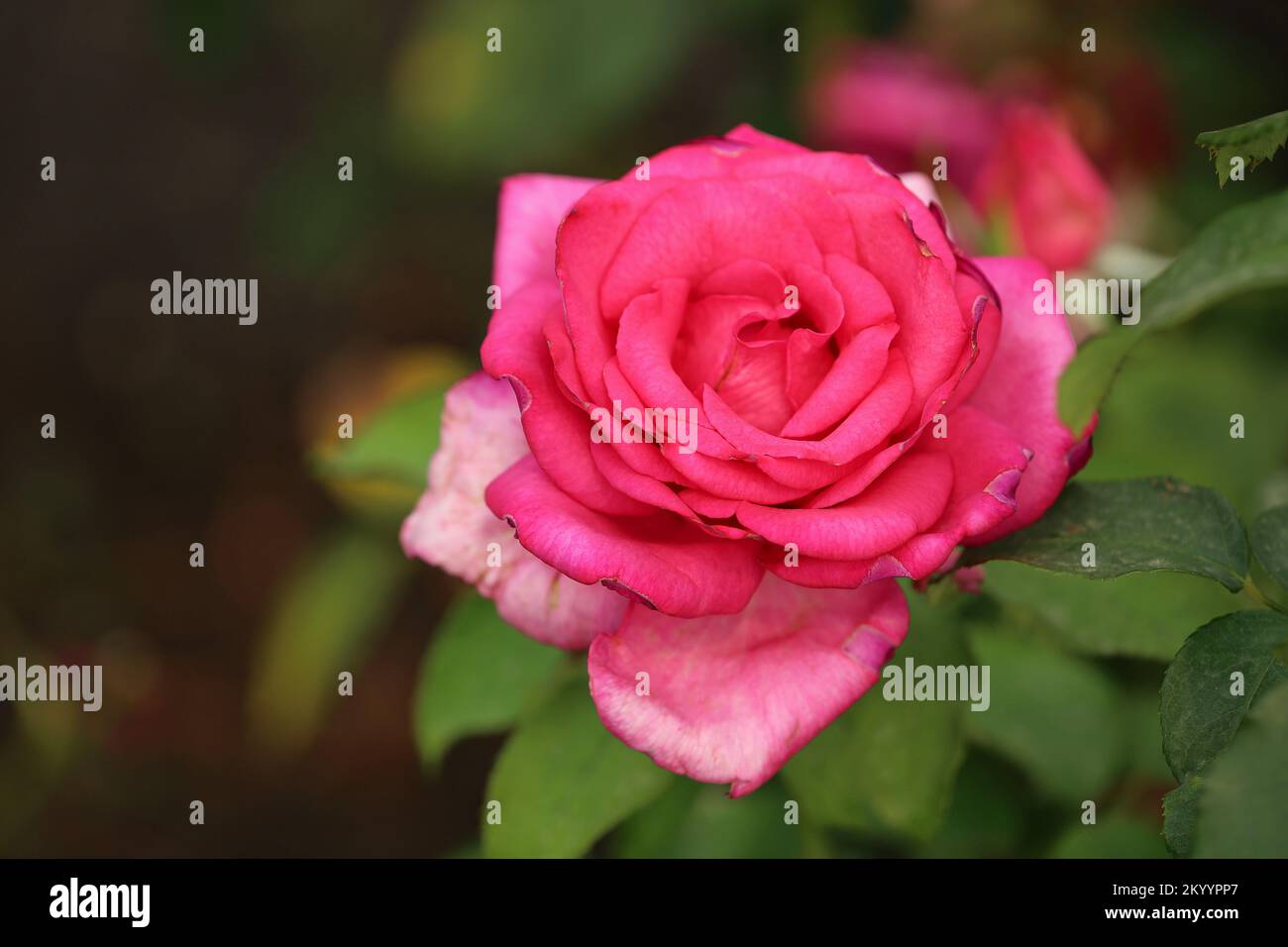 Pink Rose - Australia Stock Photo - Alamy