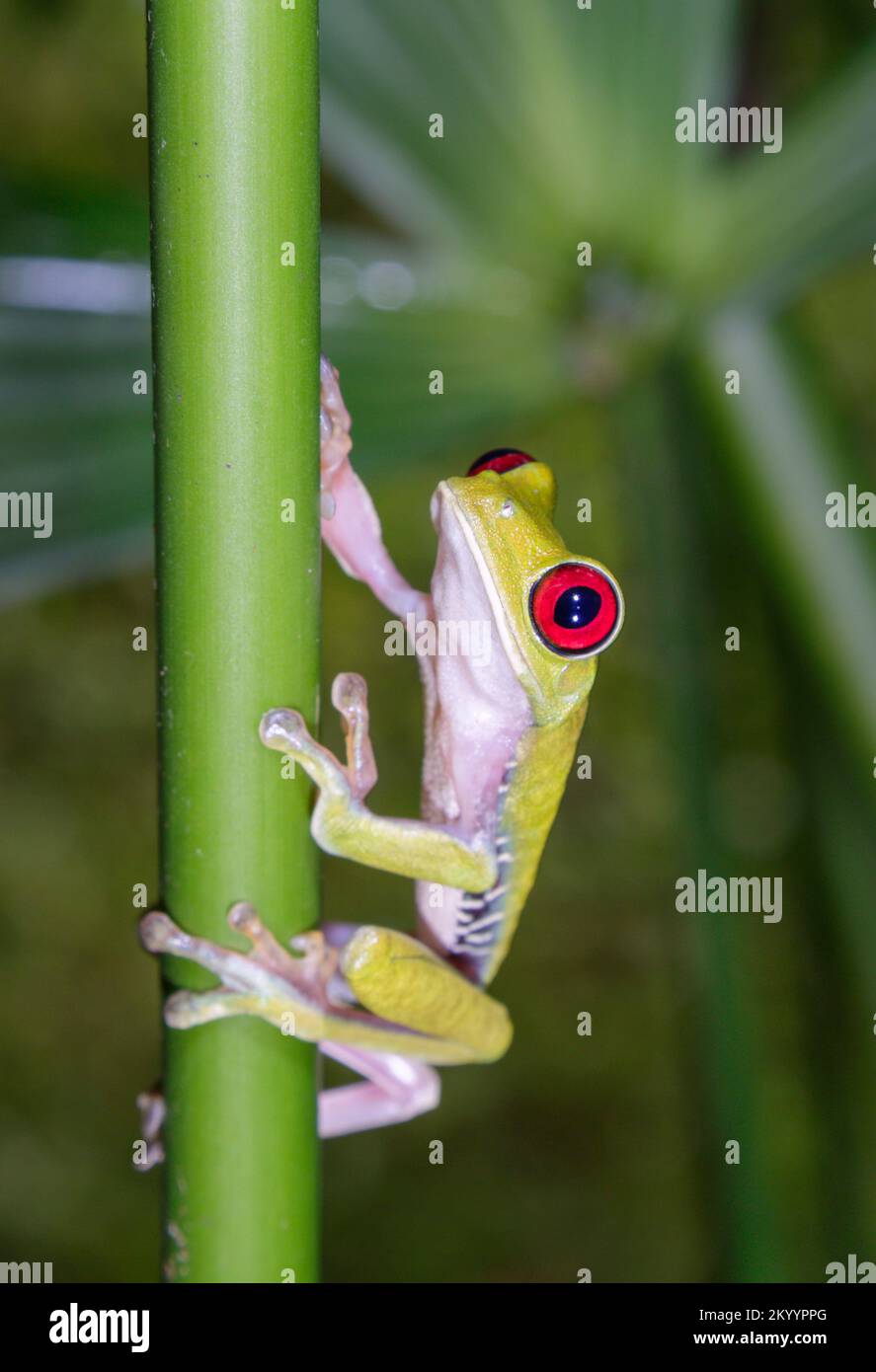 Red-eyed tree frog (Agalychnis callidryas) climbing plants at night ...