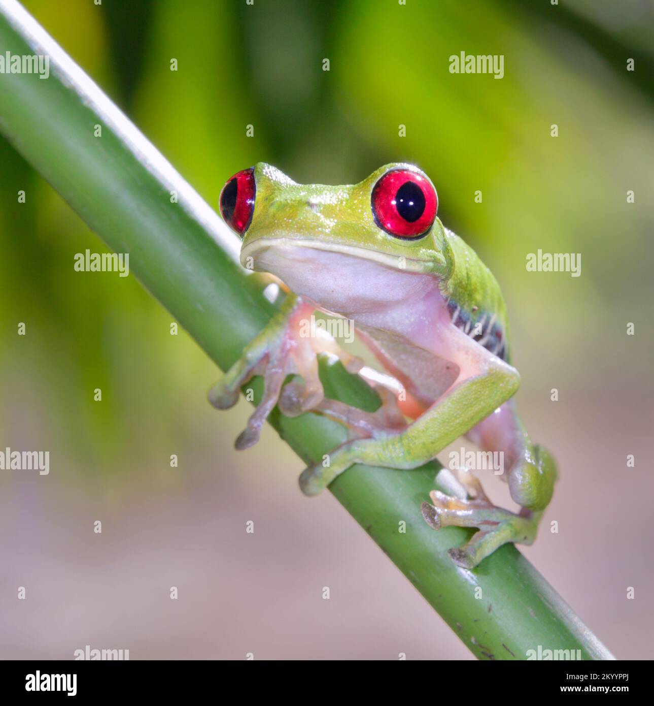 Red-eyed tree frog (Agalychnis callidryas) portrait at sunny day, Osa ...