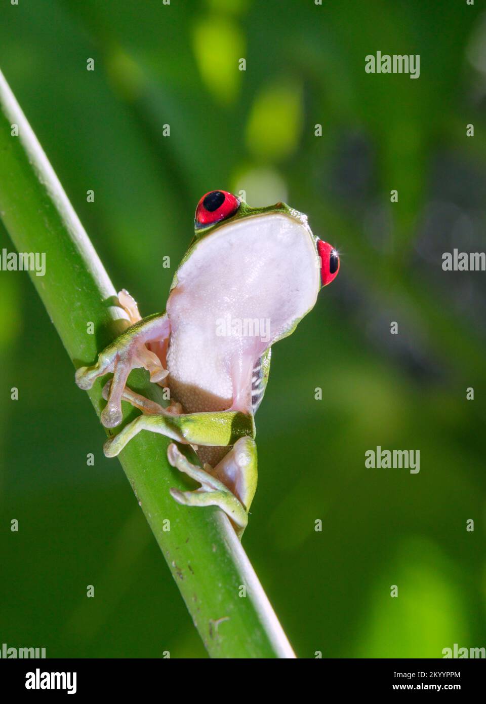 Red-eyed tree frog (Agalychnis callidryas) portrait with sparkling eyes ...