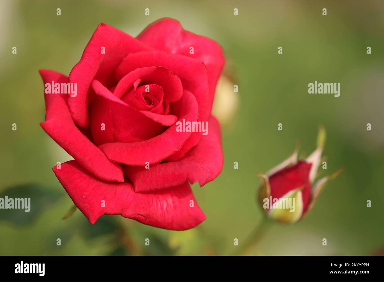 Symbol rose hi-res stock photography and images - Alamy