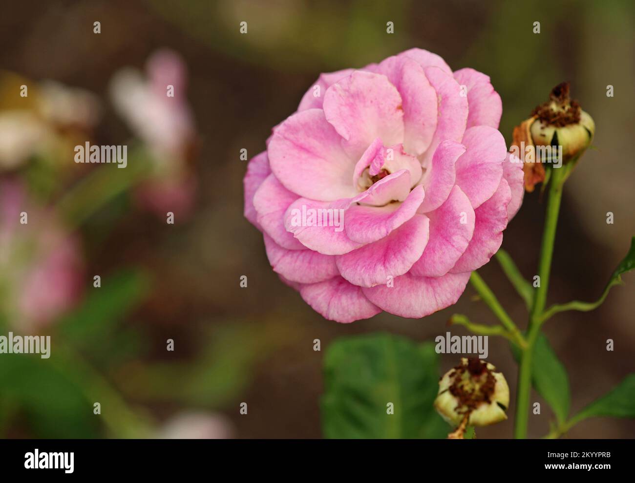 Symbol rose hi-res stock photography and images - Alamy
