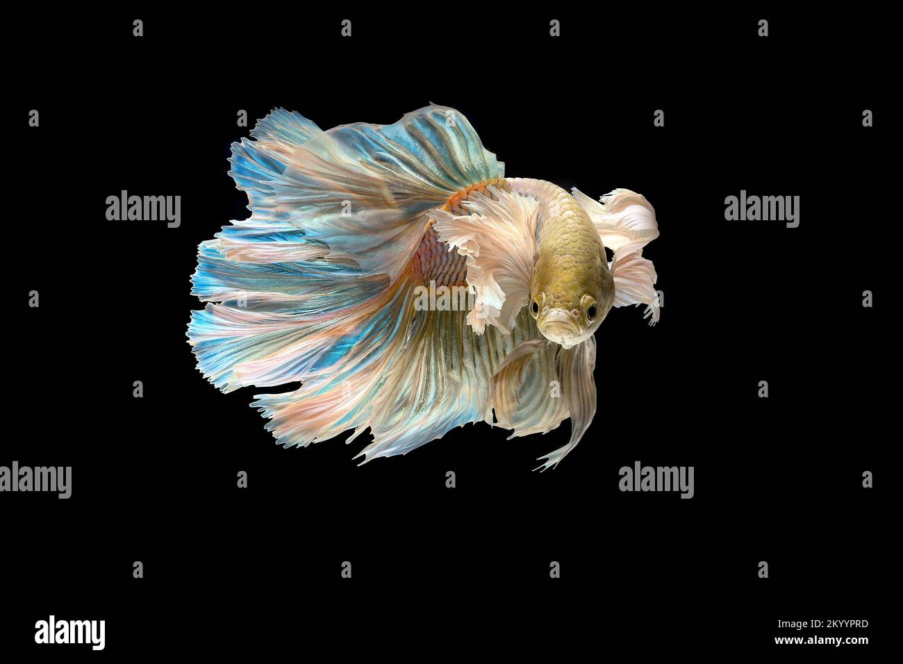 Betta fish half moon dumbo ear Stock Photo - Alamy