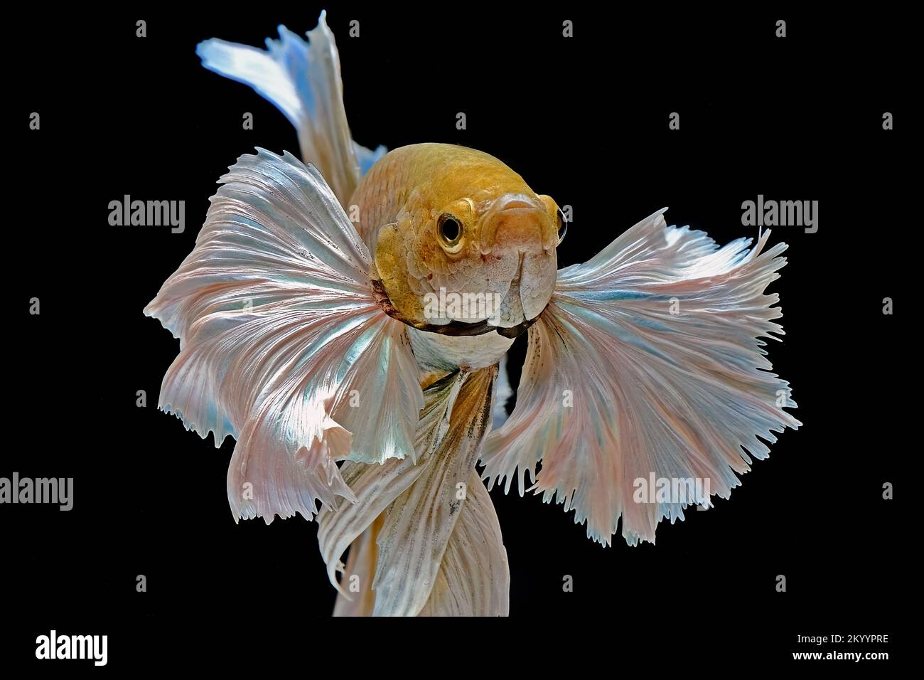 Big ear beta fish hi-res stock photography and images - Alamy