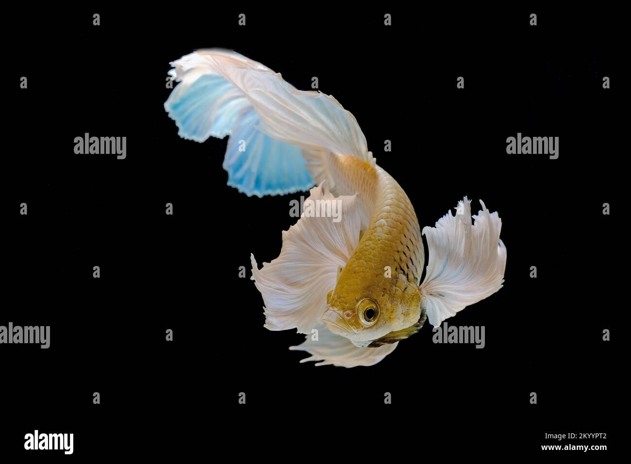 Big ear beta fish hi-res stock photography and images - Alamy