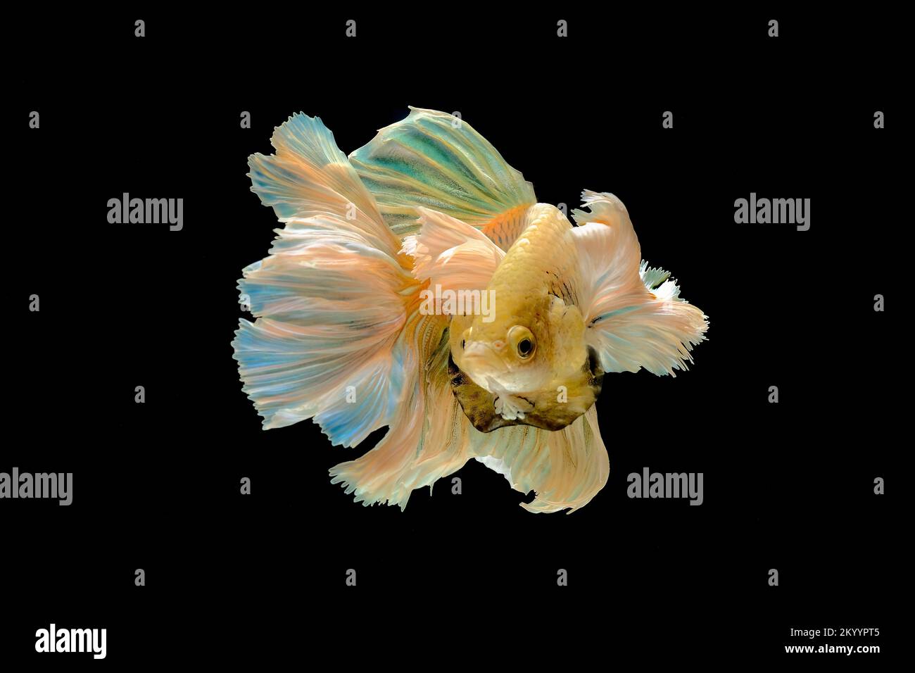 Betta fish half moon dumbo ear Stock Photo - Alamy