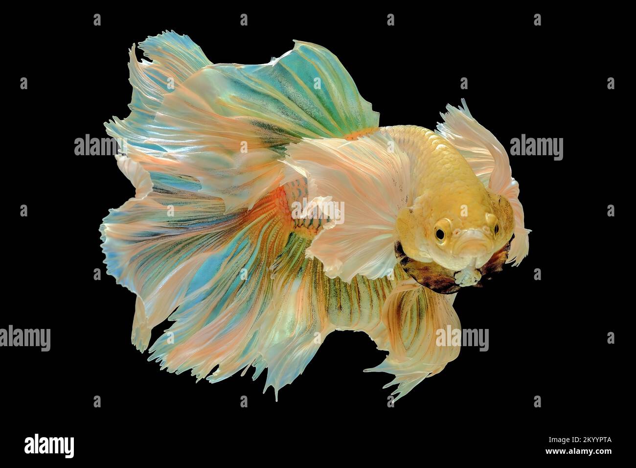 Betta fish half moon dumbo ear Stock Photo - Alamy