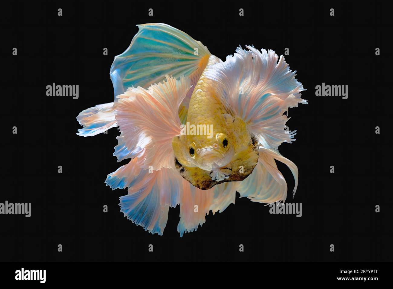 Betta fish half moon dumbo ear Stock Photo - Alamy