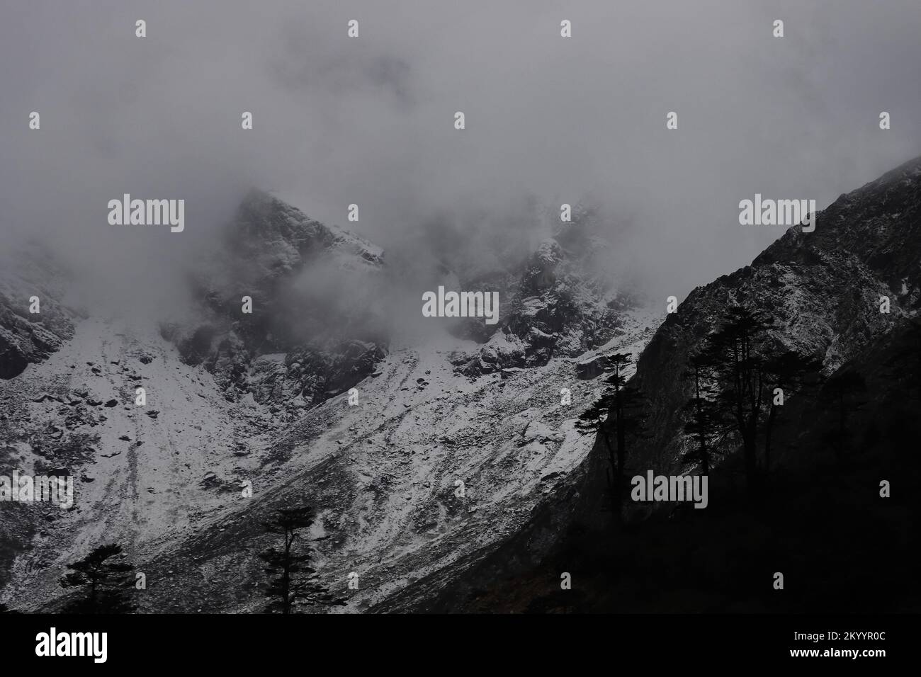 misty snowcapped himalaya mountains alpine forest of rhododendron ...