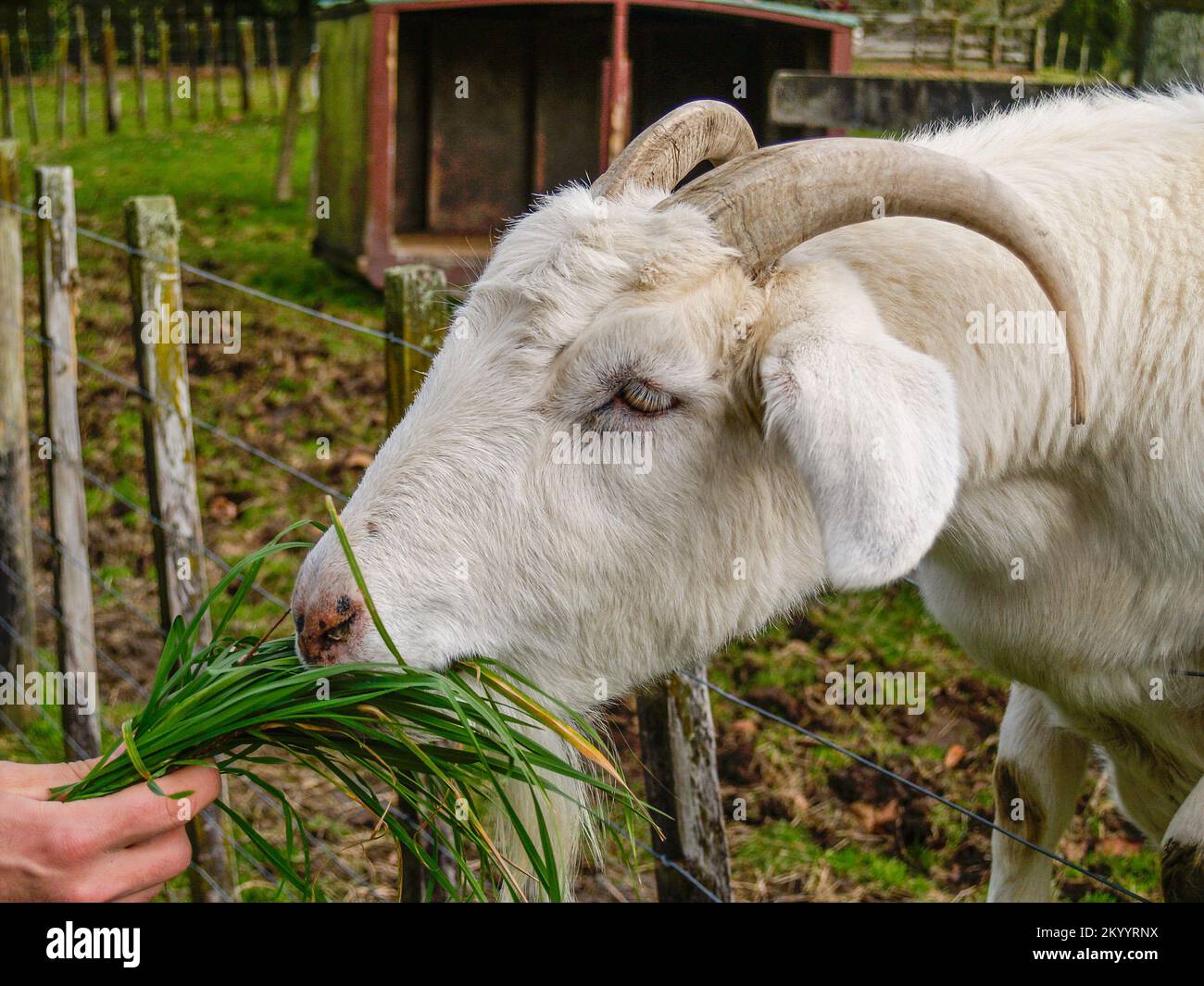 White billy-goat portrait closeup,with grass in mount Stock Photo - Alamy