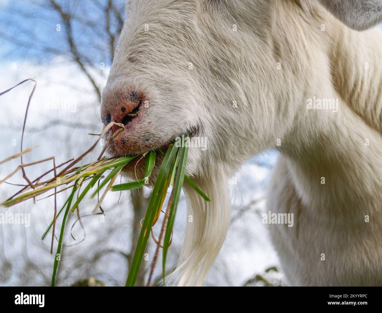 White billy-goat portrait closeup,with grass in mount Stock Photo - Alamy