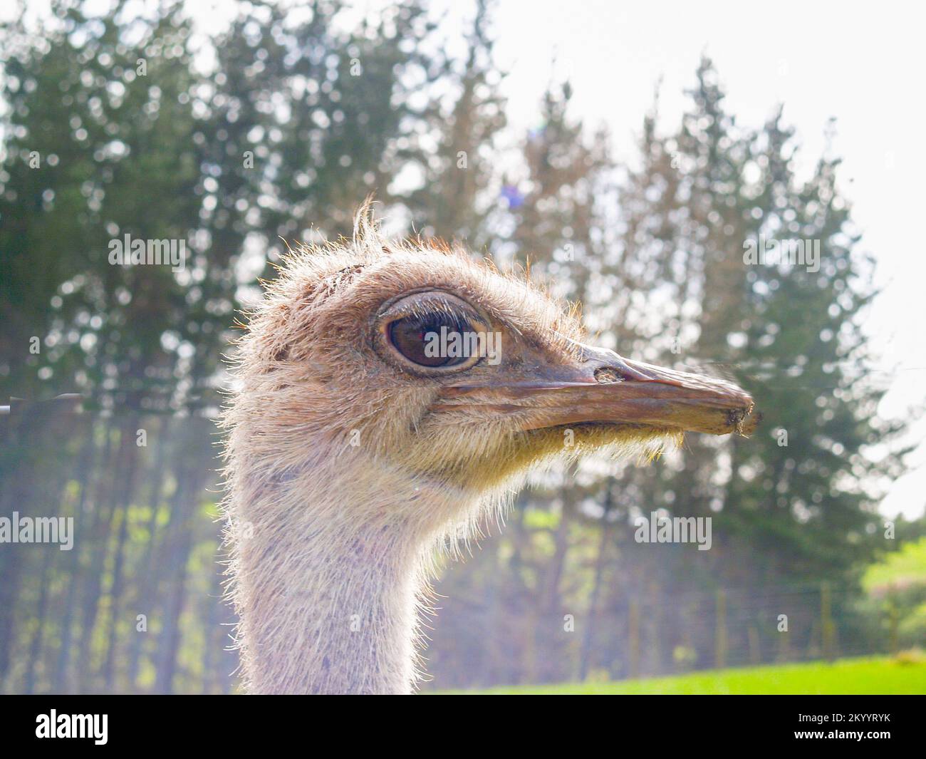 Ostrich portrait side view with sun creating lens-flare Stock Photo - Alamy