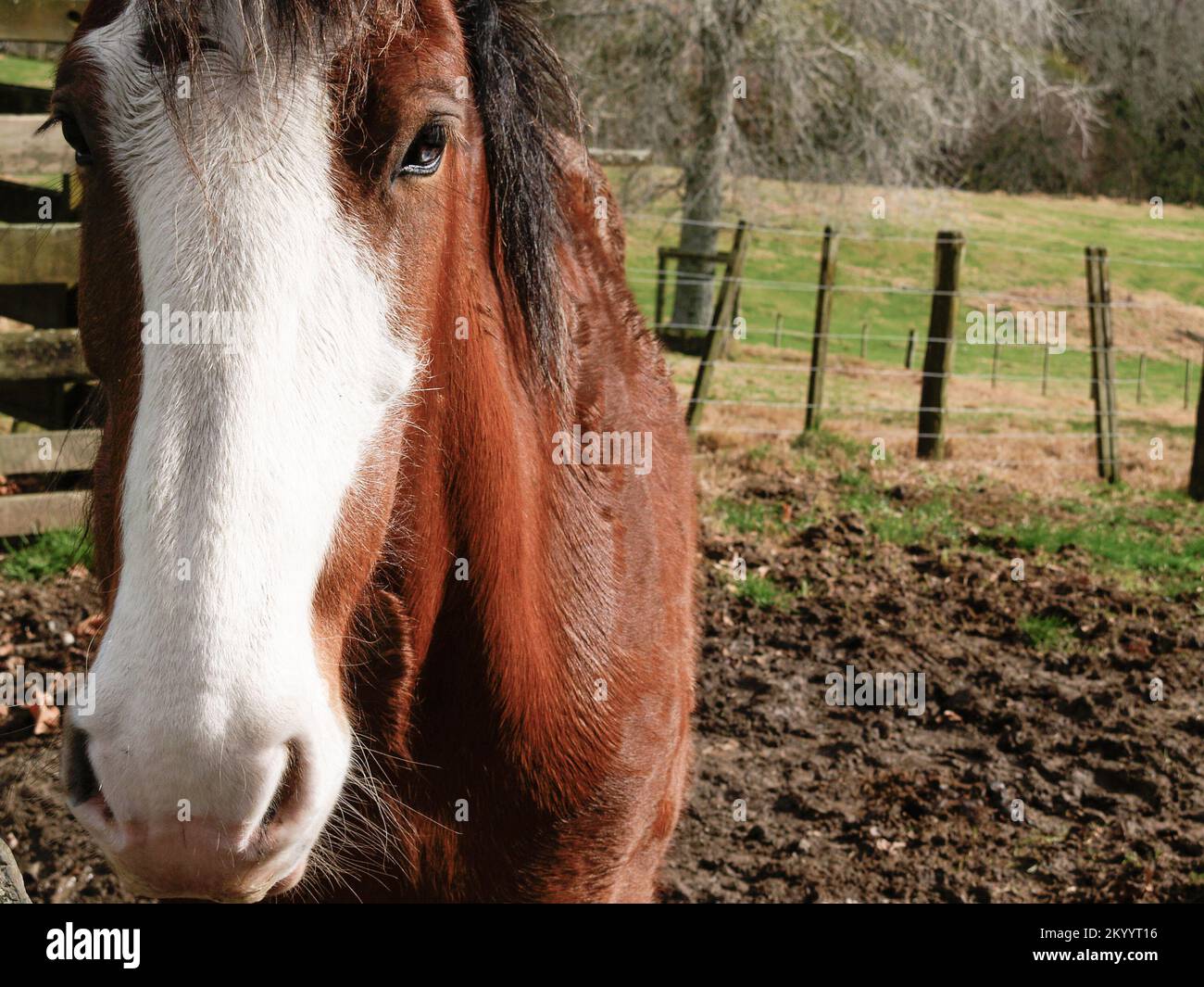 Red horse portrait with white nose snip closeup in paddock Stock Photo ...