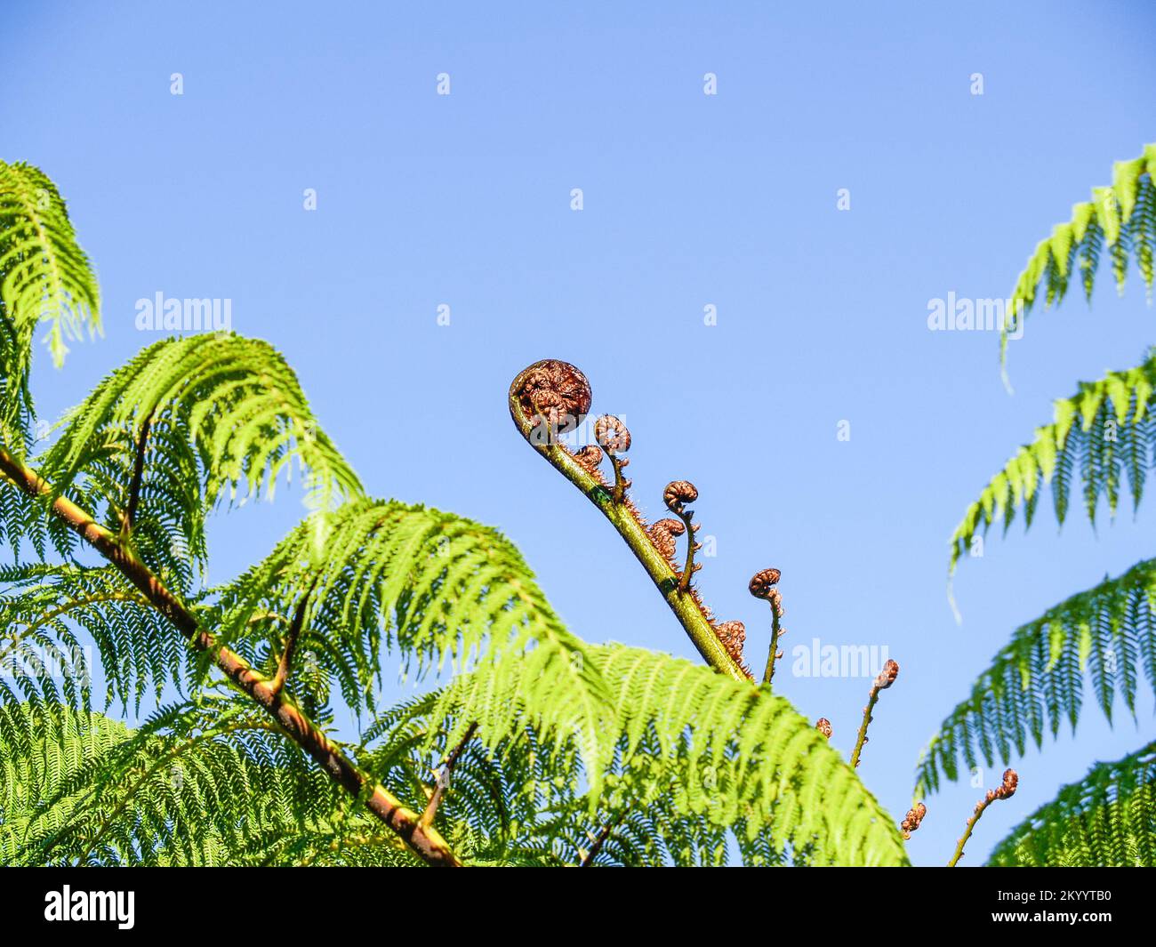 Crown and fronds of New Zealand tree fern against blue sky Stock Photo ...