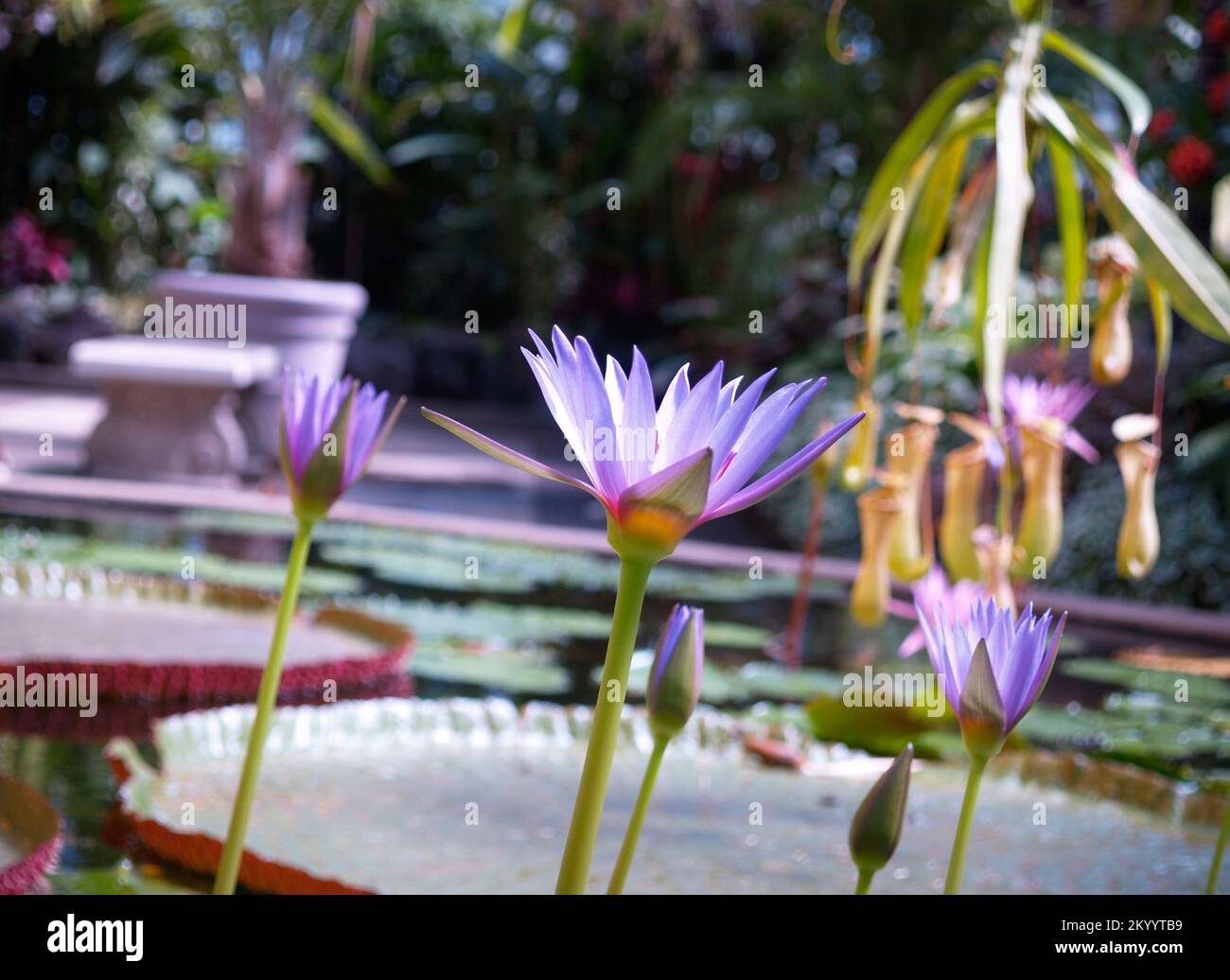 Blue Egyptian water lily in full bloom in pond Stock Photo - Alamy