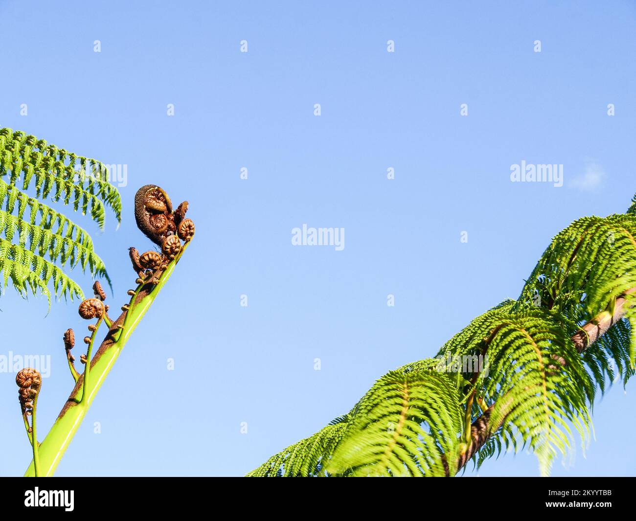 Crown and fronds of New Zealand tree fern against blue sky Stock Photo ...