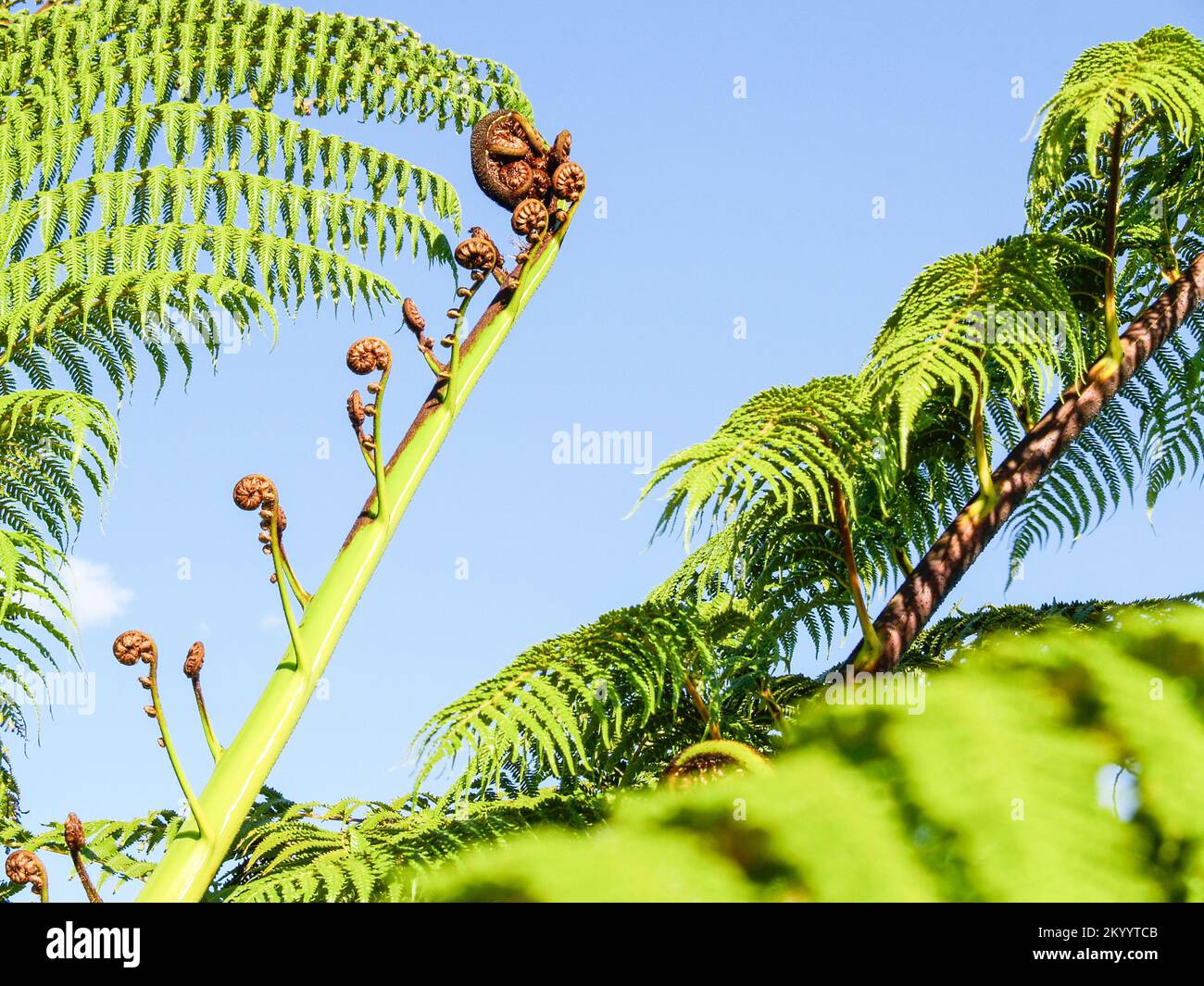 Crown and fronds of New Zealand tree fern against blue sky Stock Photo ...