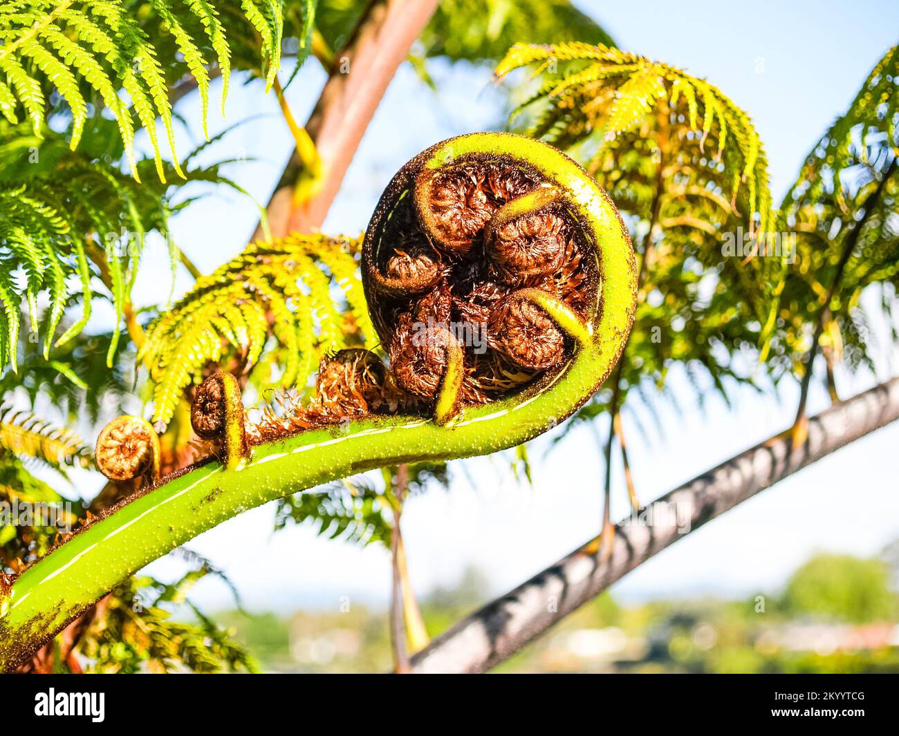 Crown and fronds of New Zealand tree fern against blue sky Stock Photo ...