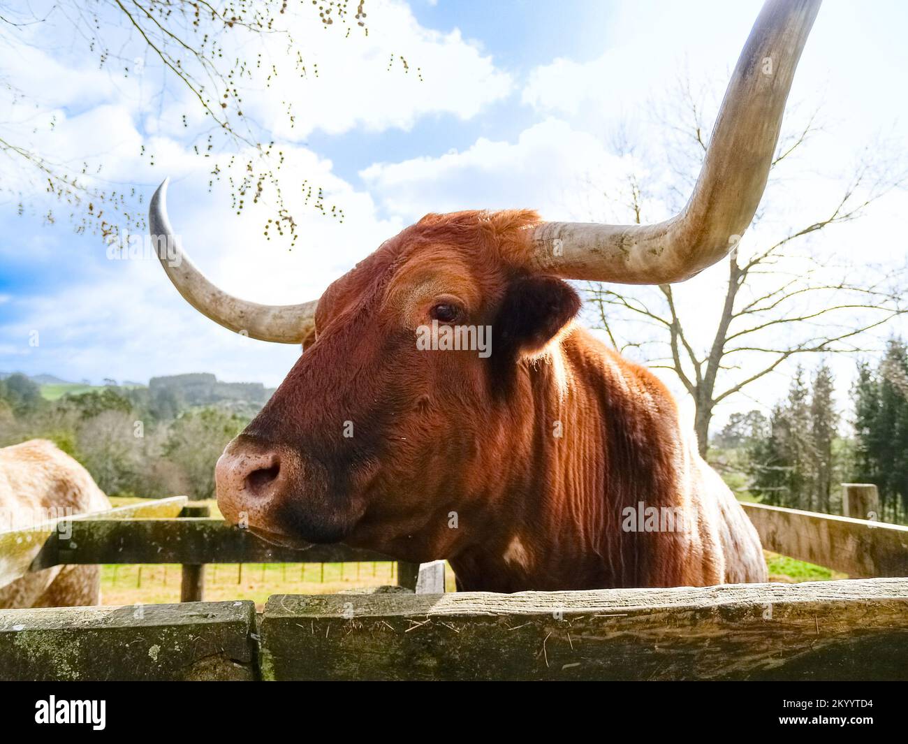 Texas longhorn cattle beast portrait in yard Stock Photo - Alamy