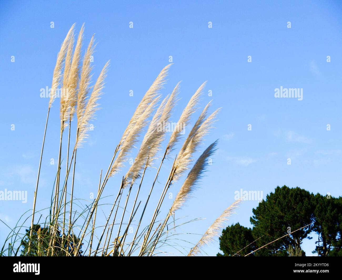 Toe toe in white flower and seed-head against blue sky Stock Photo - Alamy