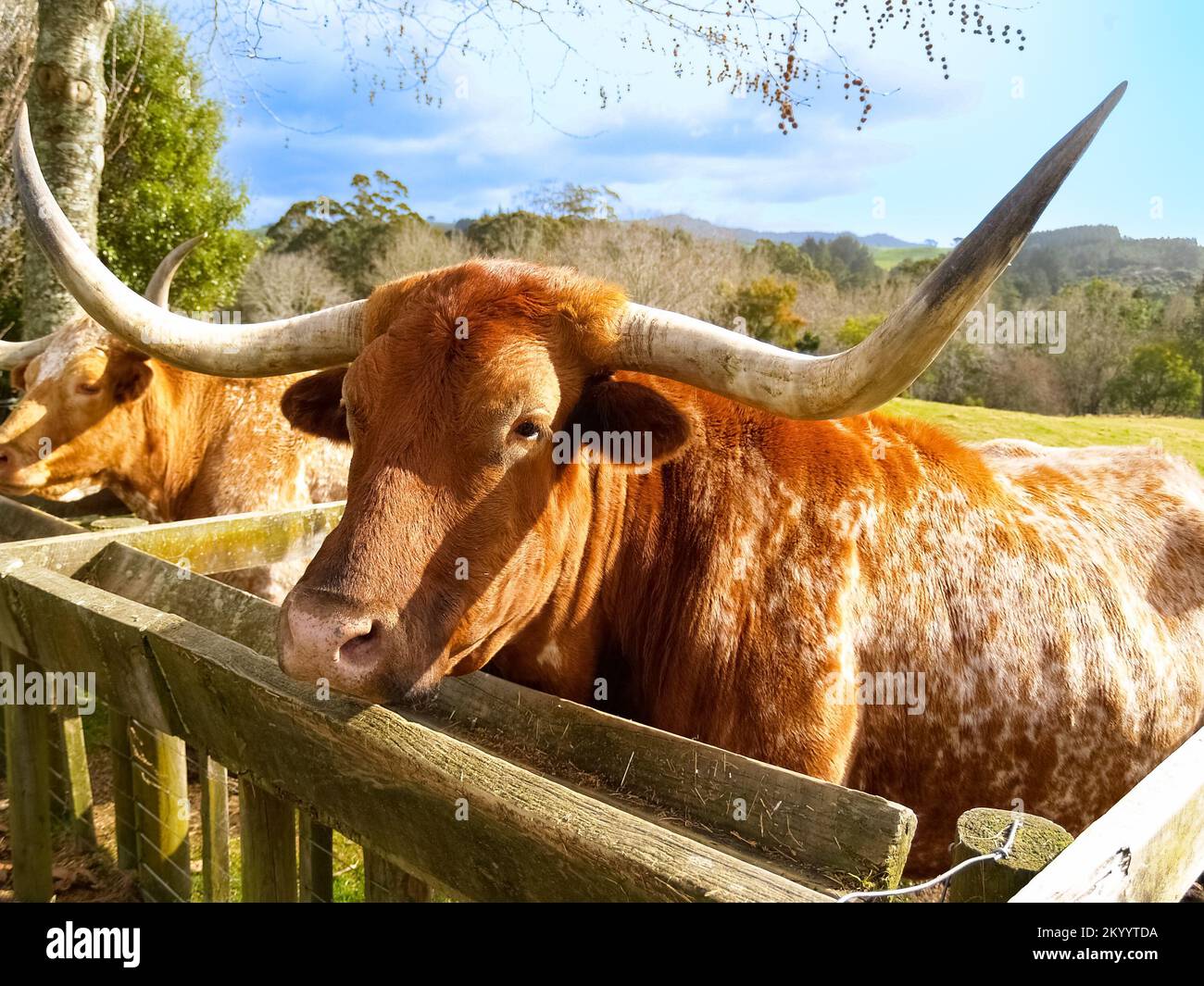 Texas longhorn cattle beast portrait in yard Stock Photo - Alamy