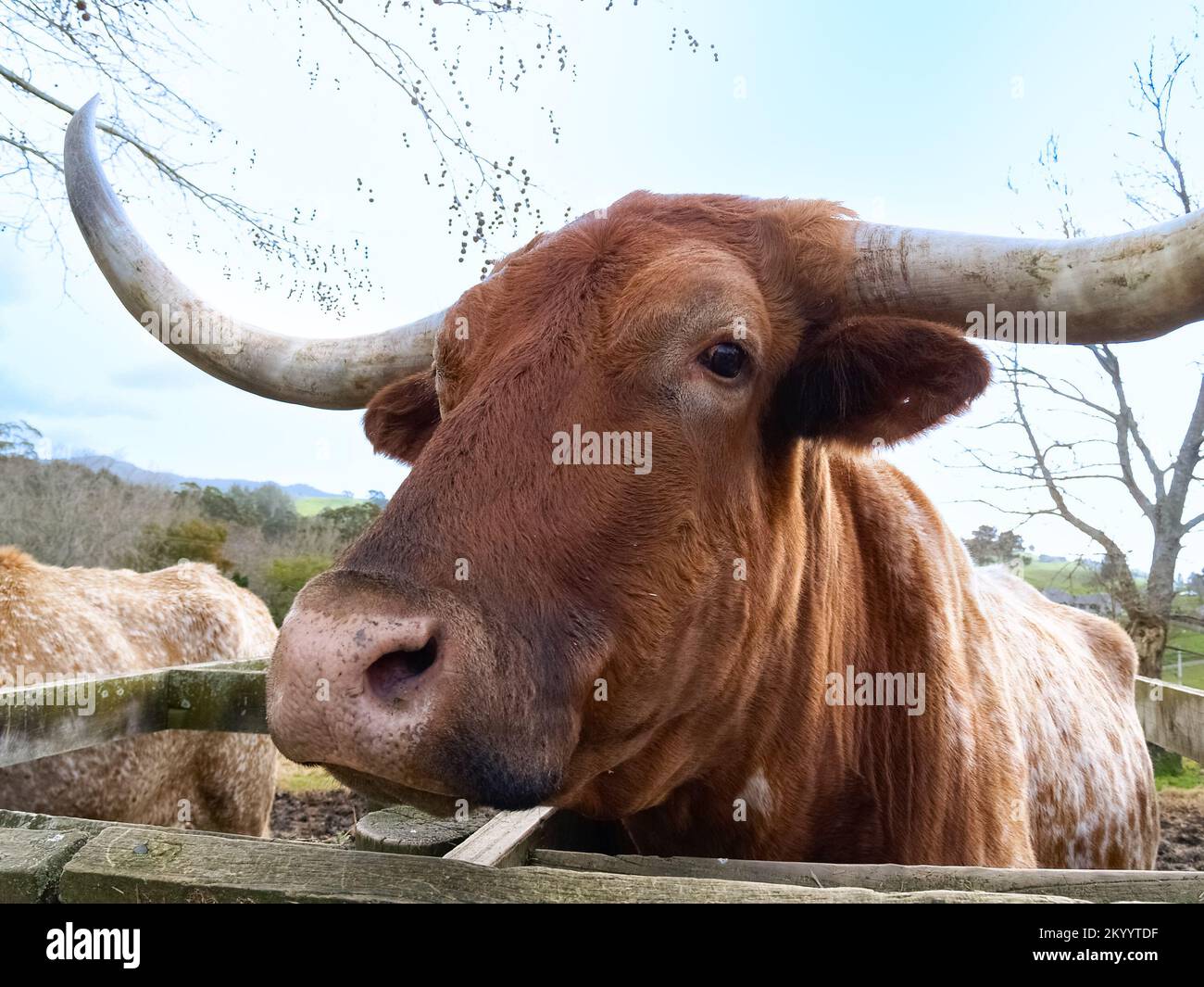 Texas longhorn cattle beast portrait in yard Stock Photo - Alamy