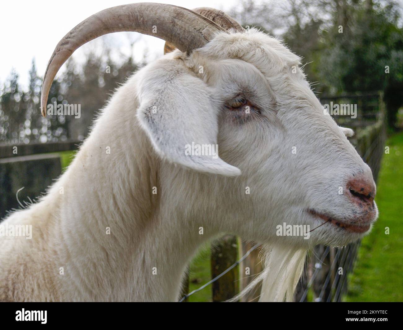 White billy-goat portrait closeup side view Stock Photo - Alamy