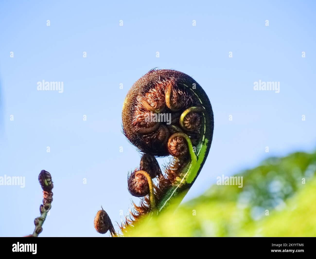 Fronds of New Zealand tree fern against blue sky Stock Photo - Alamy