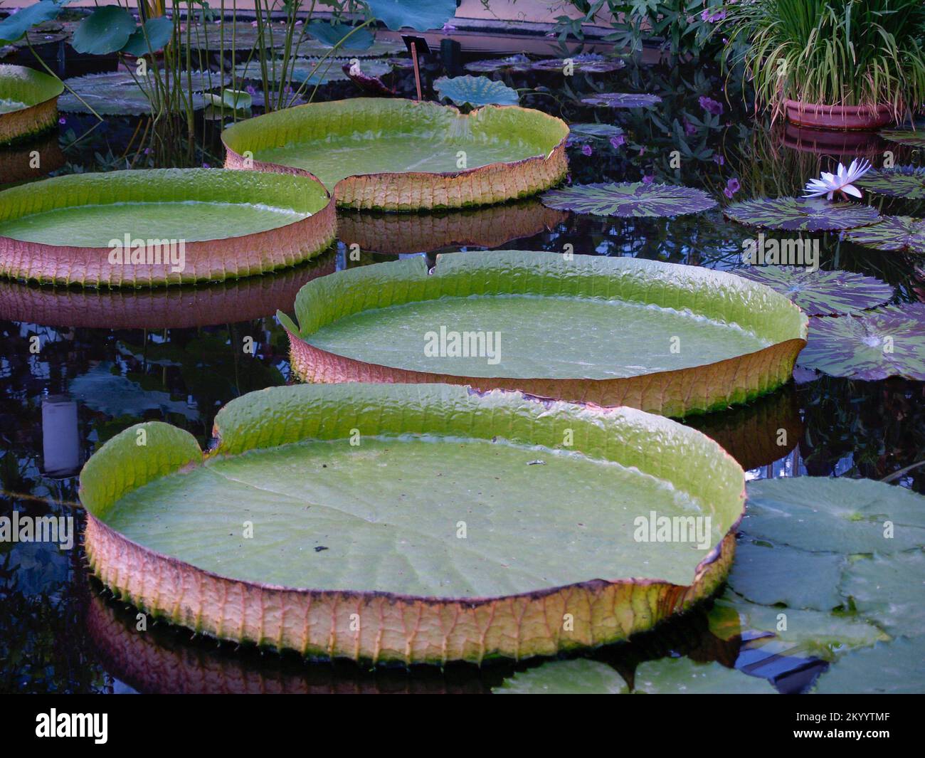 Large round water lily leaves floating on surface of pond Stock Photo ...