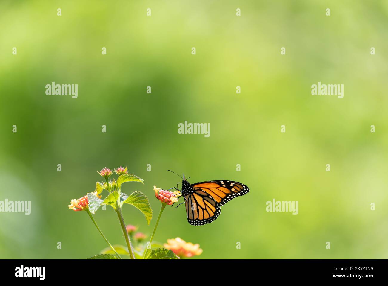 Monarch butterfly with pollen on proboscis on bright summer lantana ...
