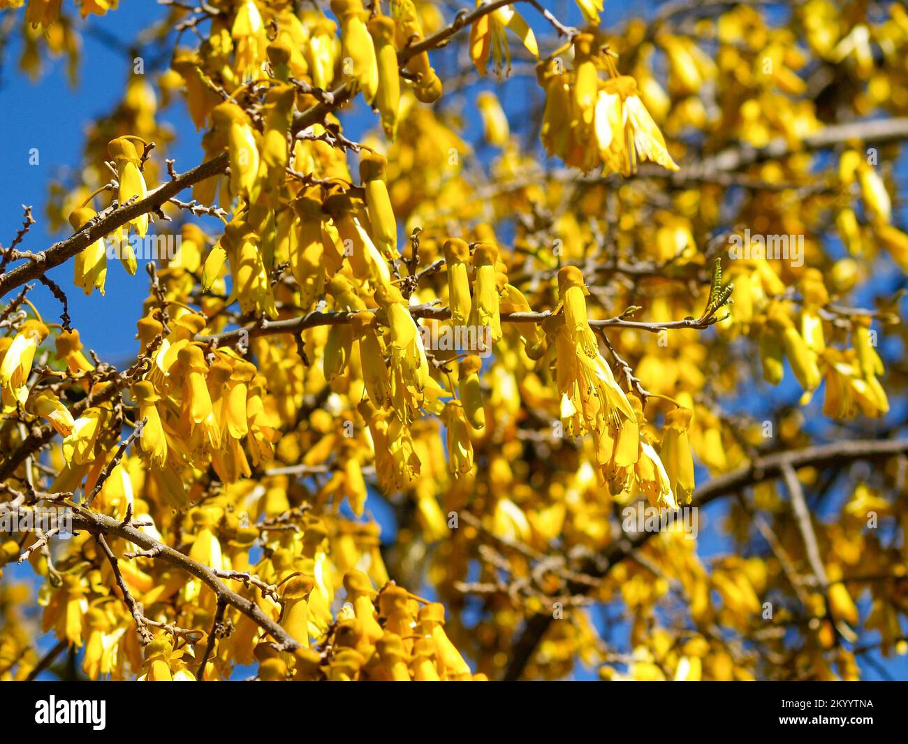Kowhai tree in bloom hi-res stock photography and images - Alamy