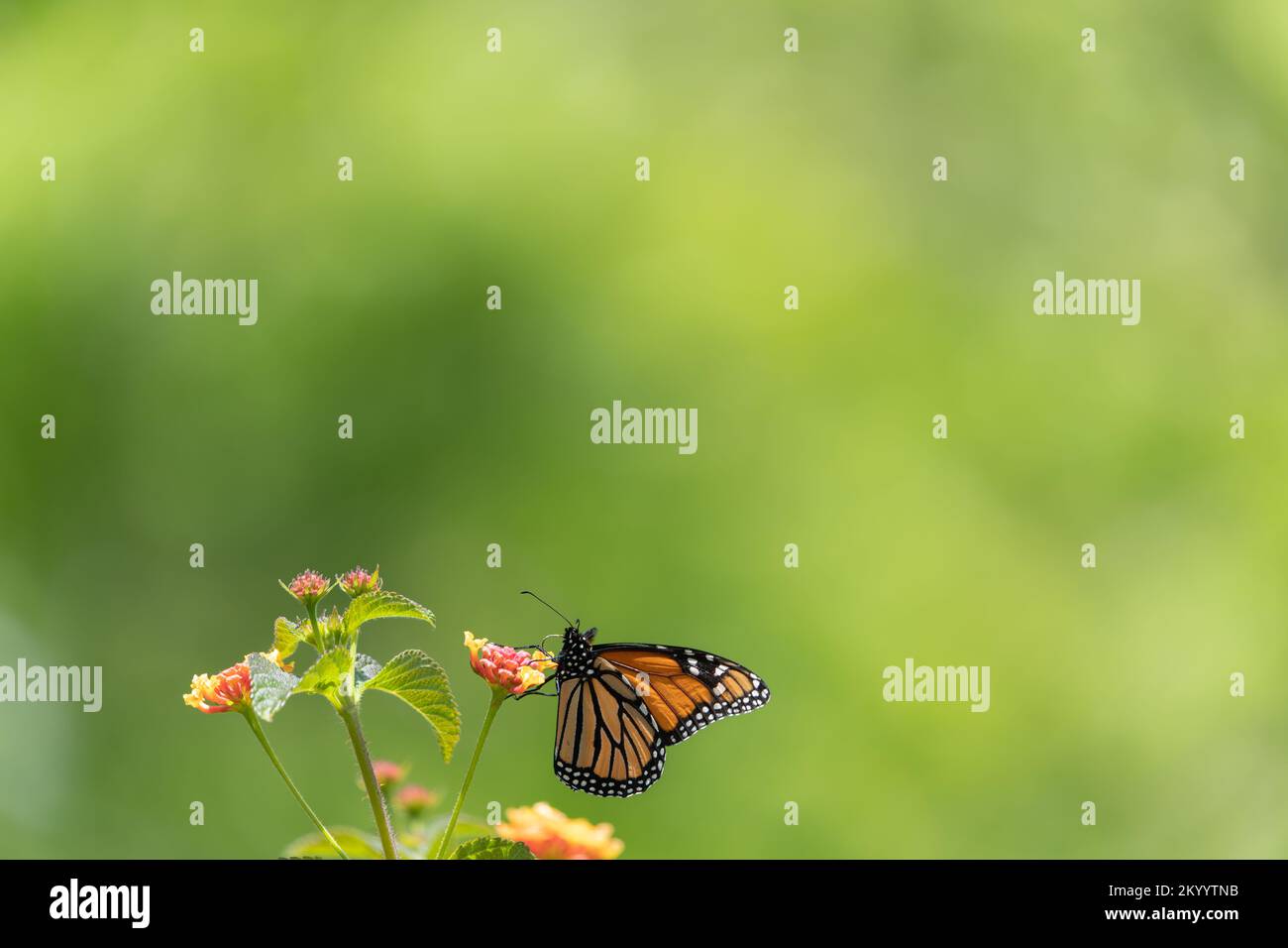 Monarch butterfly with pollen on proboscis on bright summer lantana ...