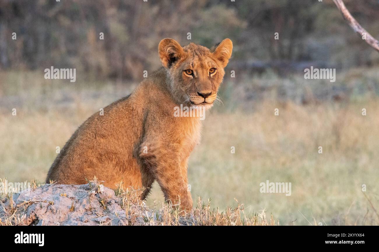 Sub-adult lion looks out over the African savannah Stock Photo - Alamy