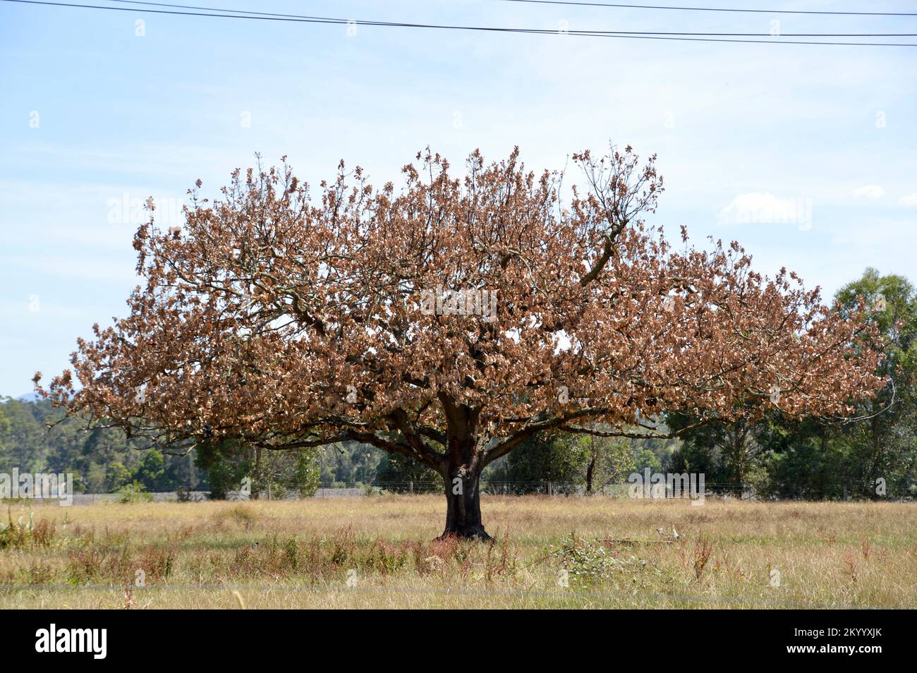 Elm tree on side of road hi-res stock photography and images - Alamy