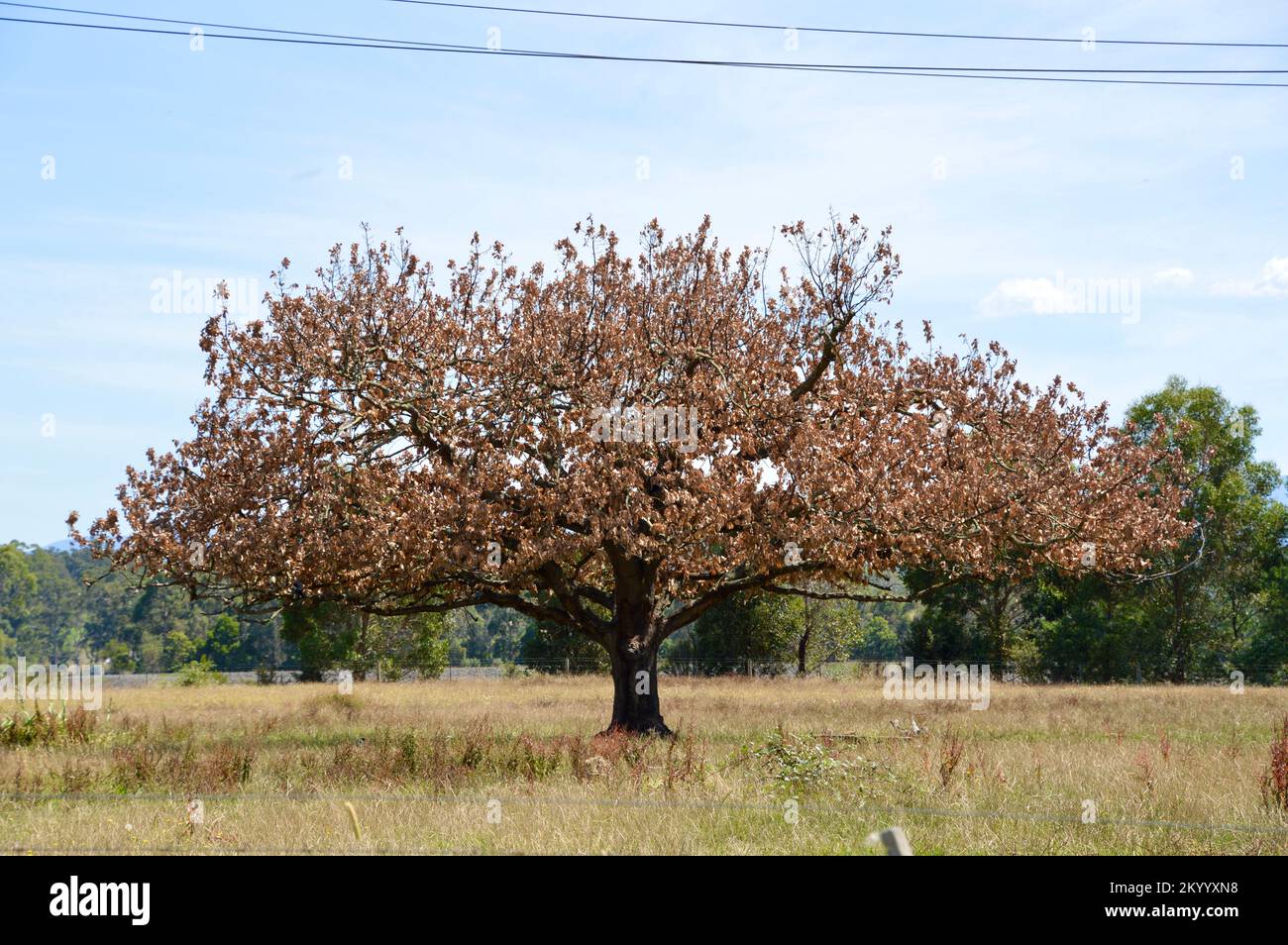 Mature elm tree hi-res stock photography and images - Alamy