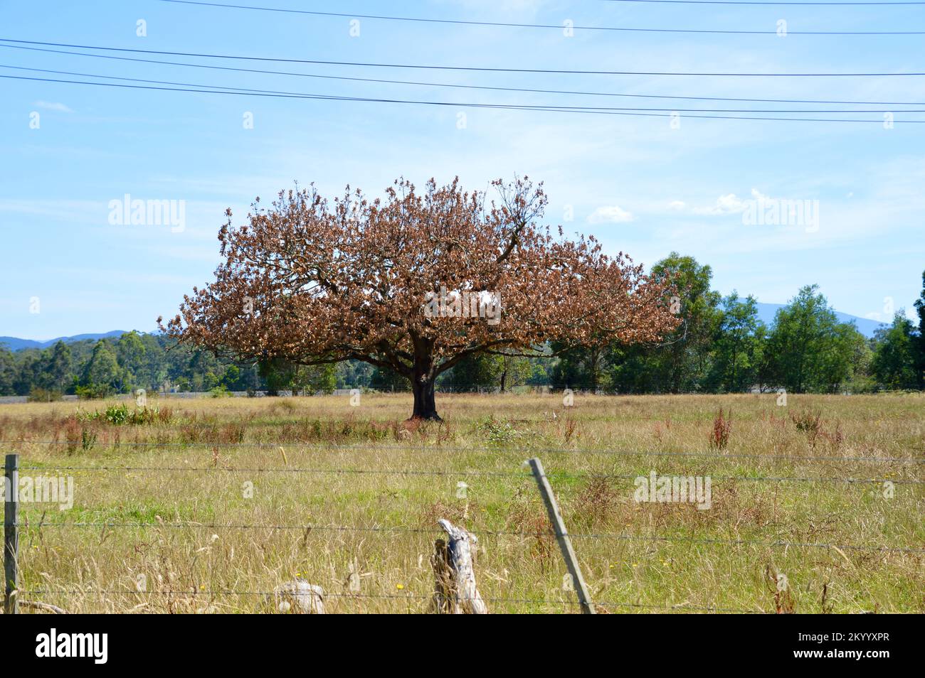 Golden Elm Tree in Gippsland, Victoria, Australia Stock Photo - Alamy