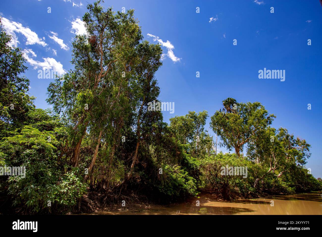 View of the monsoon forest along the banks of the South Alligator River ...