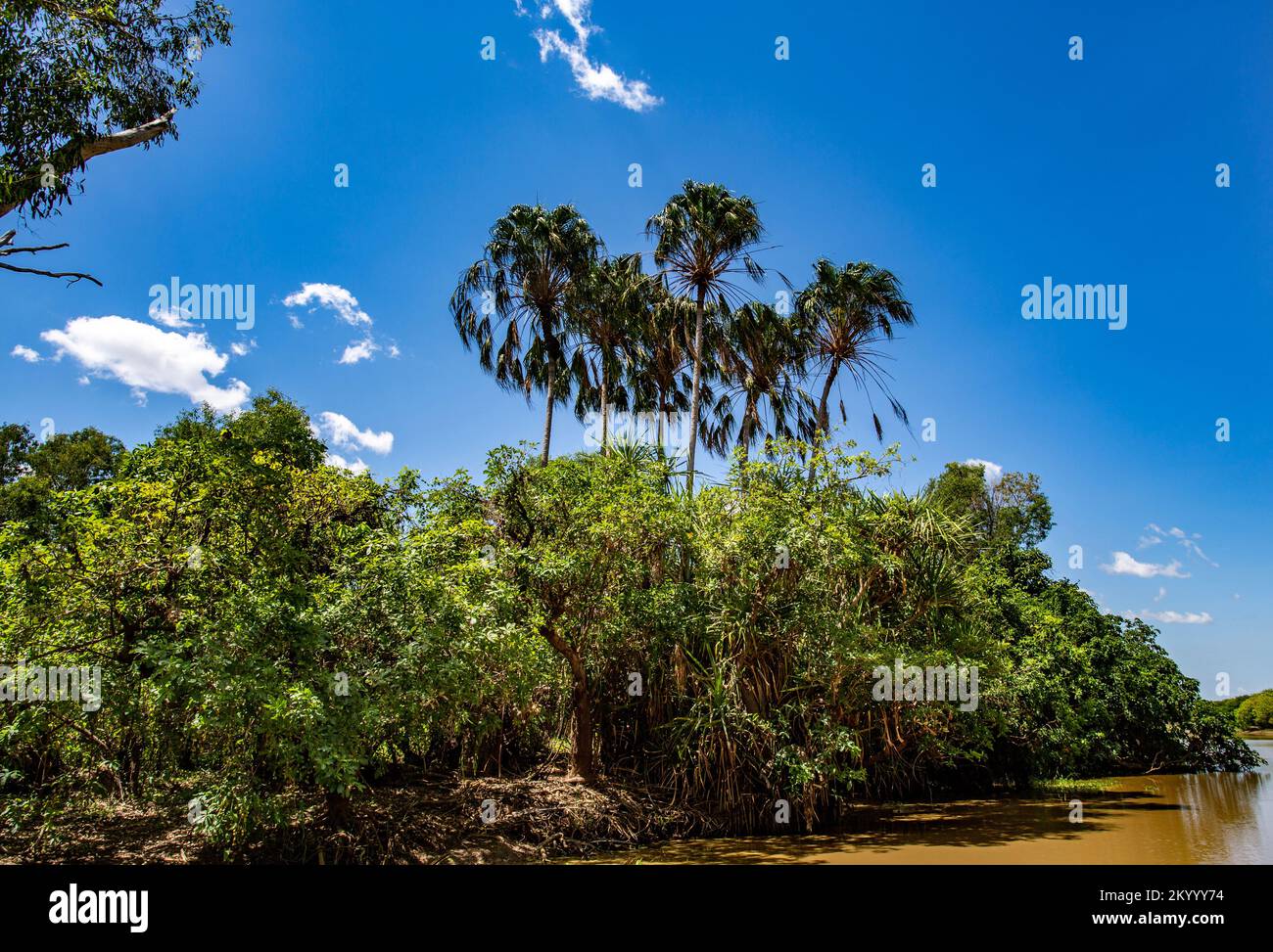 View of the monsoon forest along the banks of the South Alligator River ...