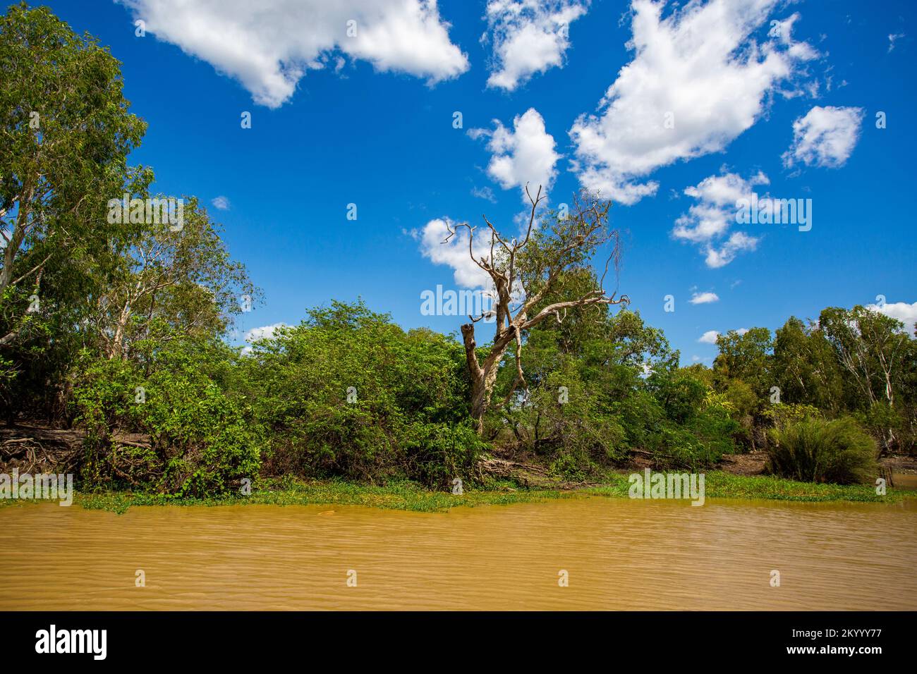 View of the monsoon forest along the banks of the South Alligator River ...