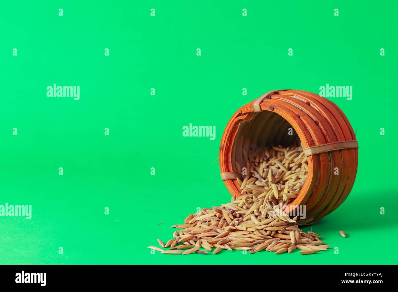 traditional pot of paddy grains symbolising hindu harvesting festival ...