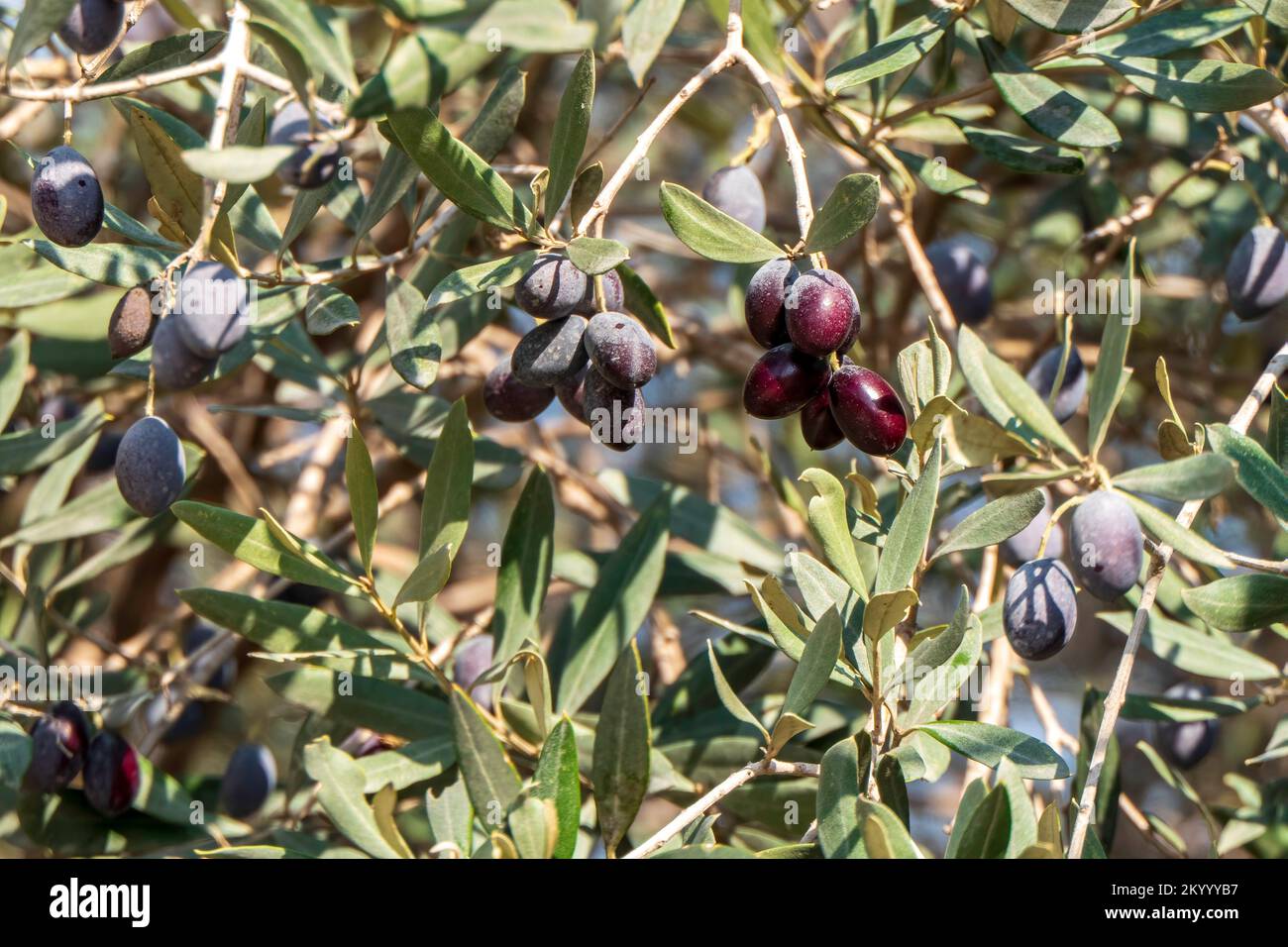 Ripe fruits of an olive tree close up among green foliage. Harvest ...