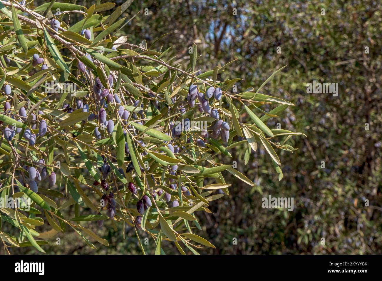 Ripe fruits of an olive tree close up among green foliage. Harvest ...