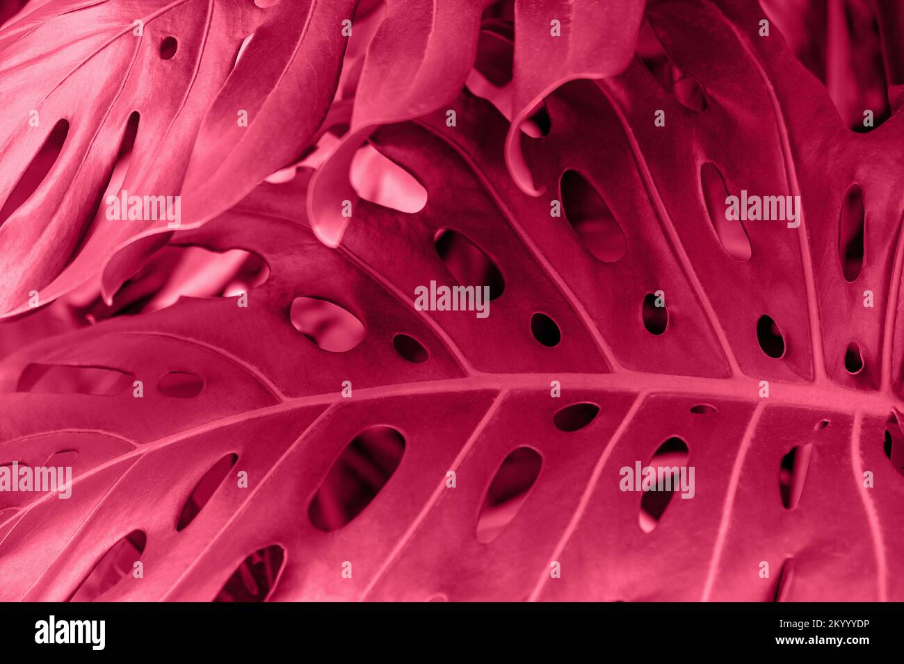 Close-up of a leaf of a tropical monstera plant. Viva magenta color ...
