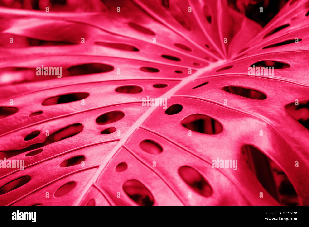 Close-up of a leaf of a tropical monstera plant. Viva magenta color ...