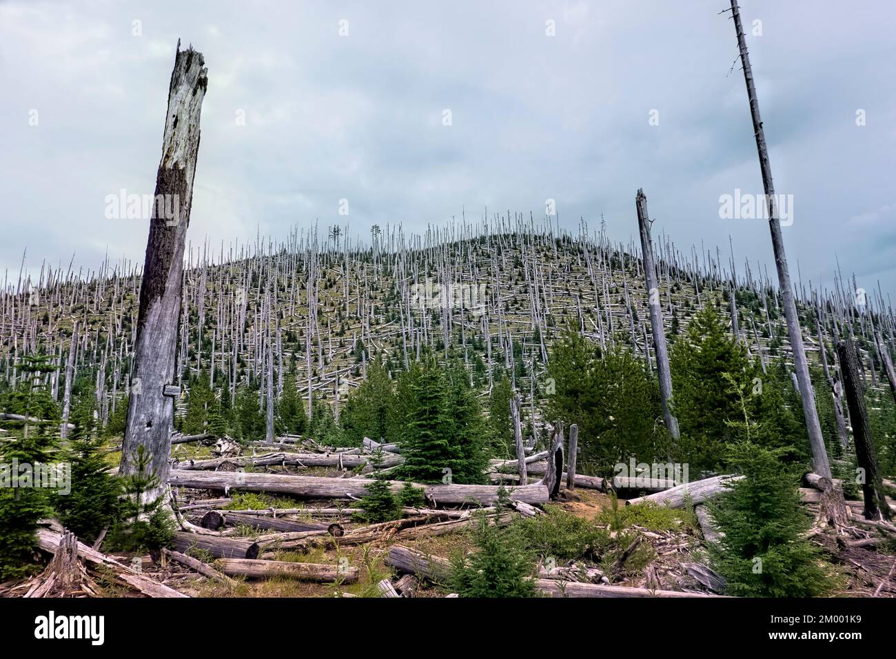 Aftermath forest fire pacific hi-res stock photography and images - Alamy