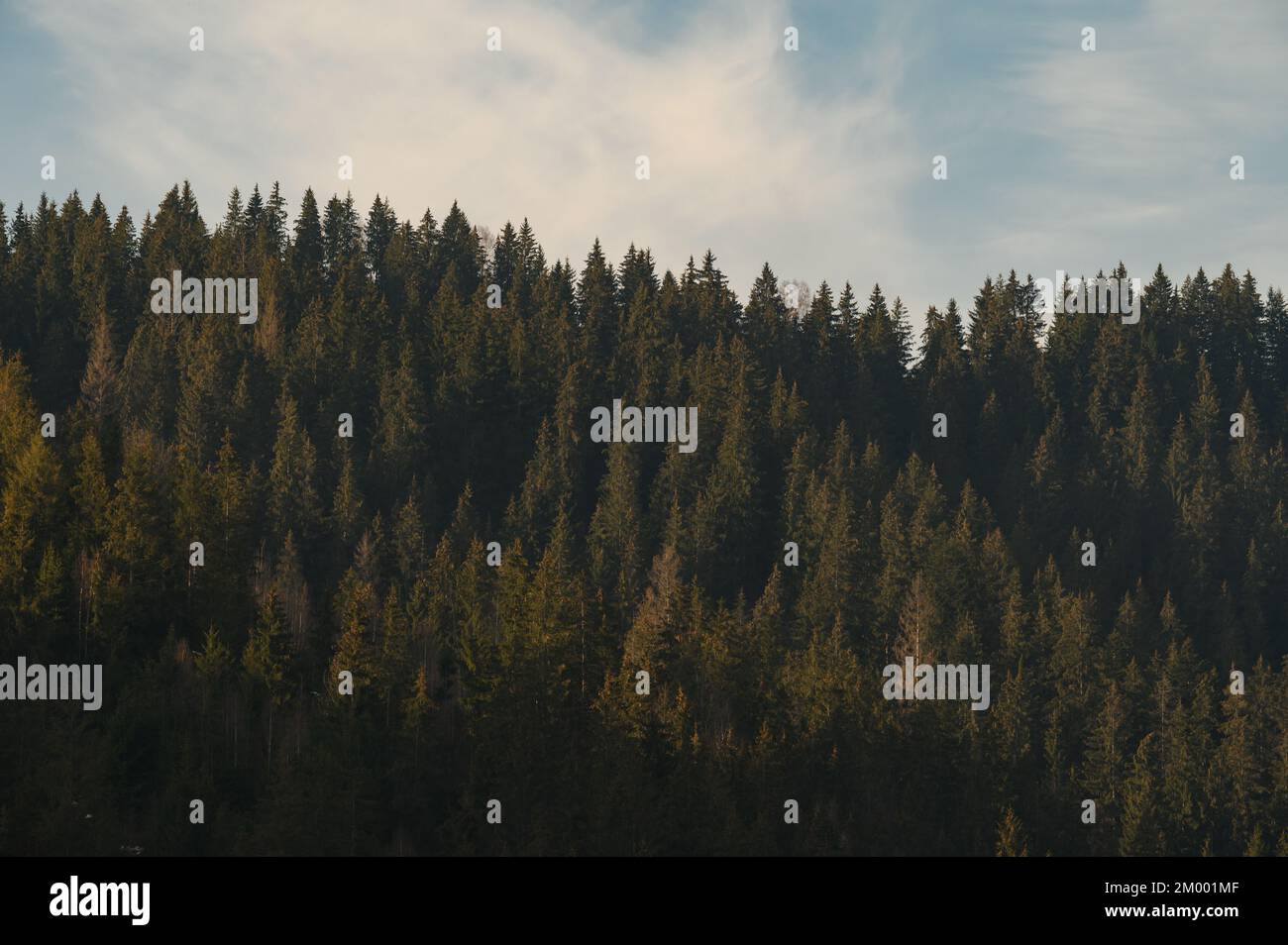 The tops of evergreen Carpathian Ukrainian forests, ecologically clean ...