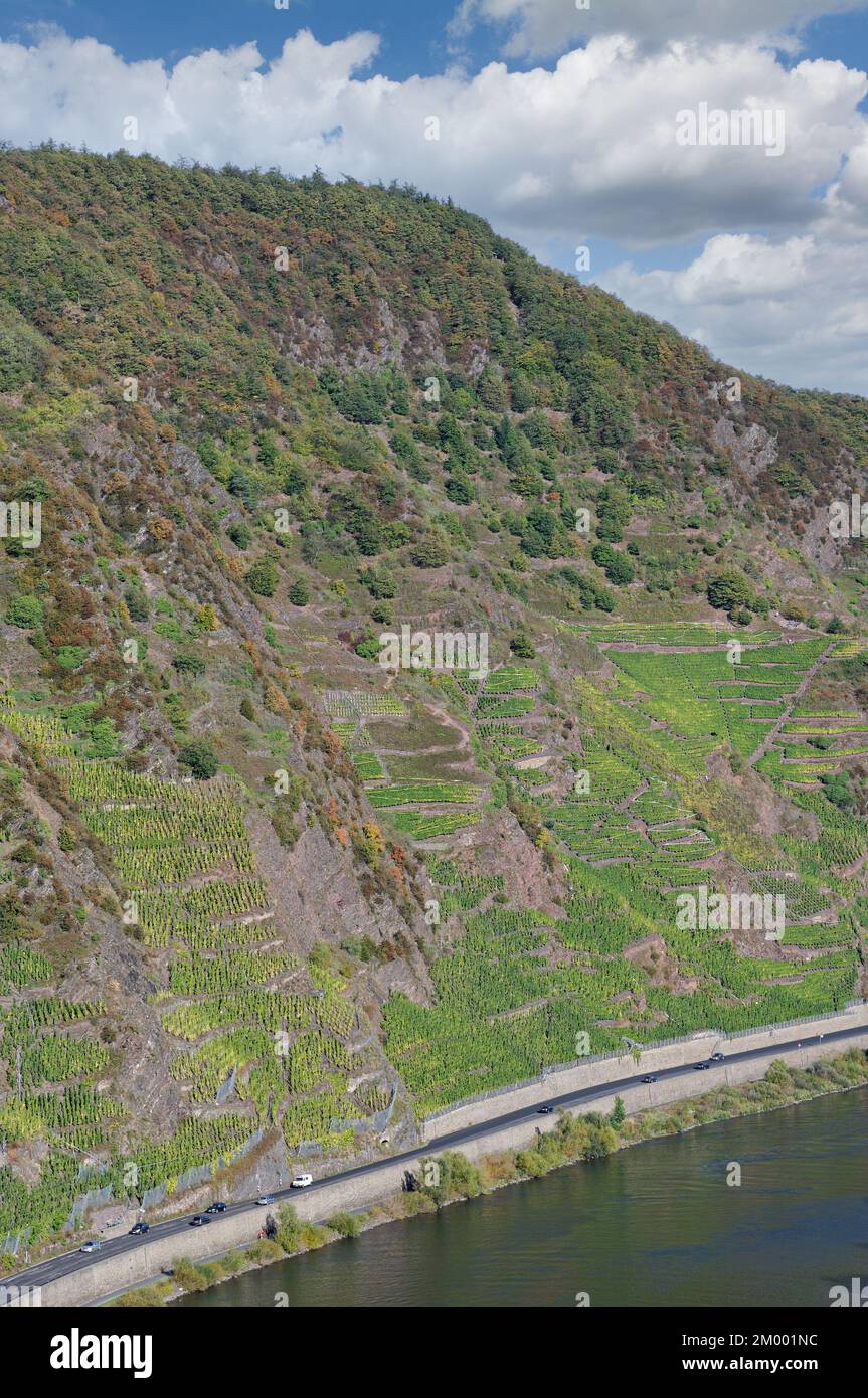 Calmont,steepest Vineyard in Europe,Mosel River,Mosel Valley,Germany ...