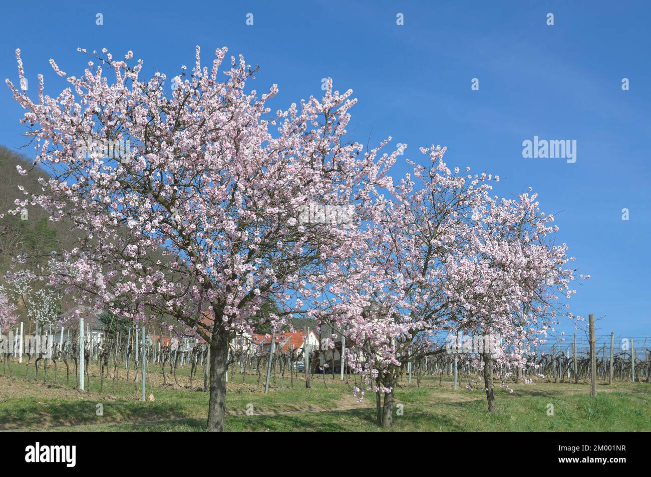 Almond blossom (Prunus dulcis) in Palatinate wine region close to ...